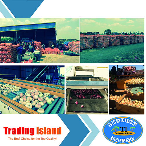 Welcome to Trading Island for import & export